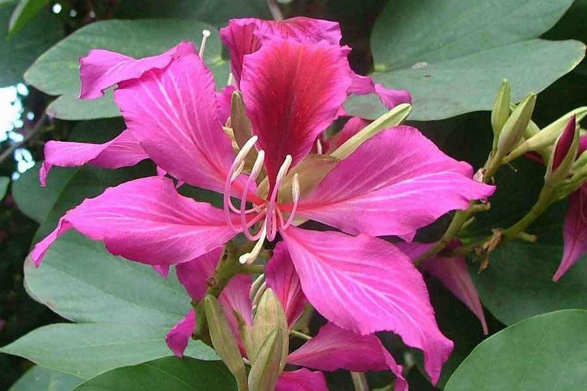 Bauhinia Purpurea Butterfly Orchid Tree Camels Foot 35+ Seeds - Perfec ...