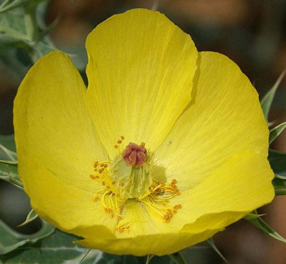 Argemone Mexicana Mexican Prickly Cardosan 100+ Seeds - Perfect for Pl ...