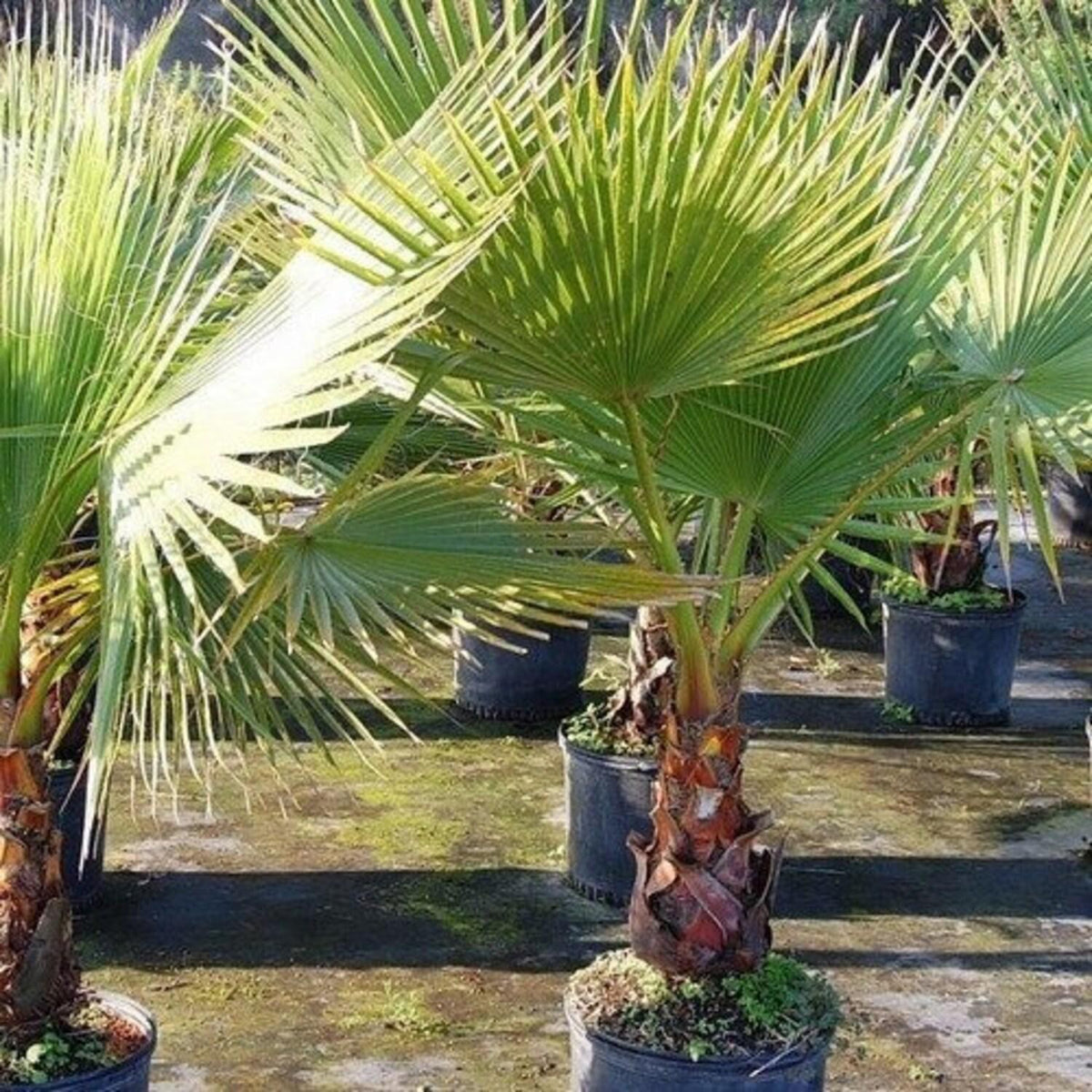Mexican Fan Palm Seeds (washingtonia Robusta) 35+ Seeds - Perfect for ...