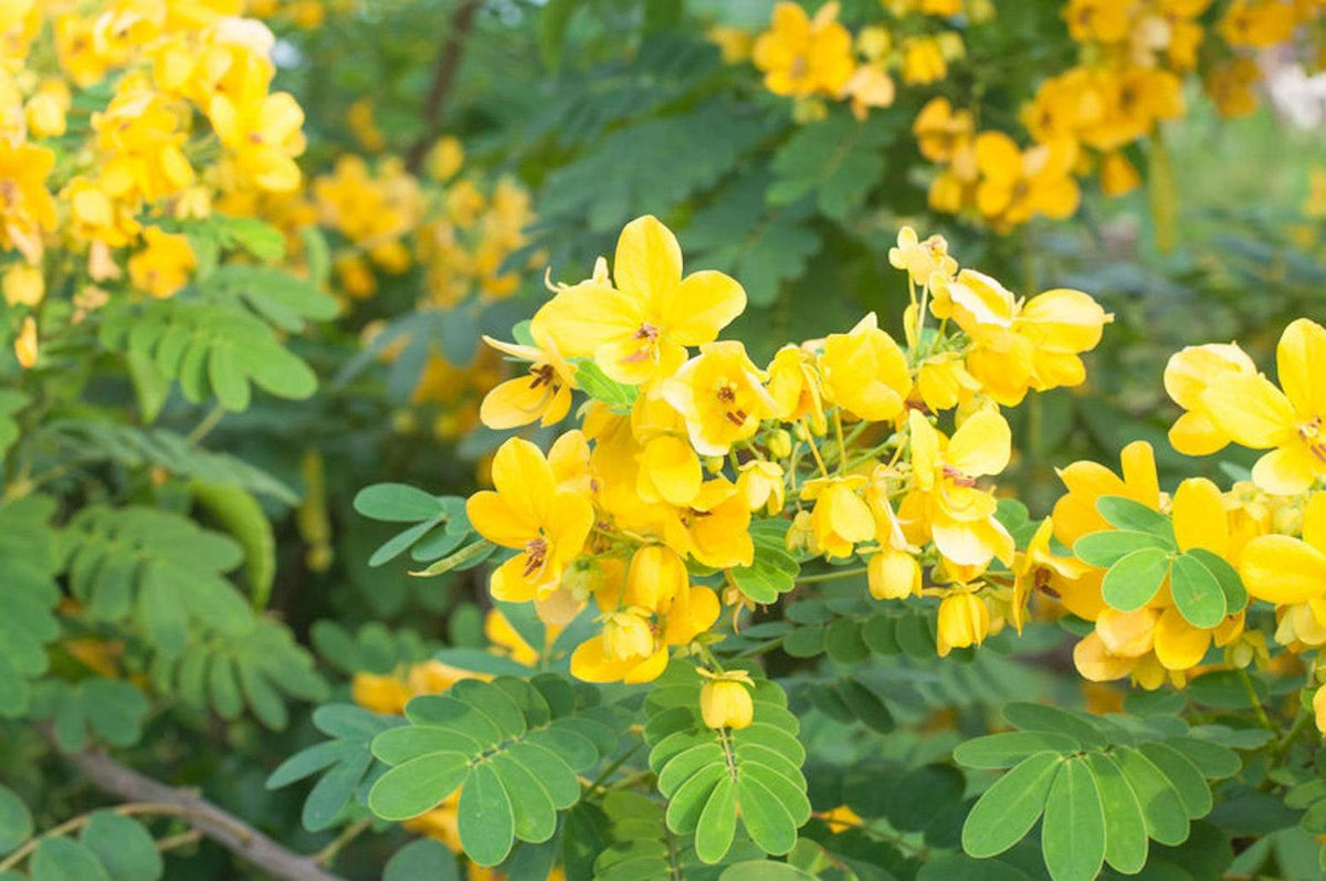 35+ Seeds Scrambled Egg Tree Sunny Yellow Blooms Senna Surattensis Mul ...