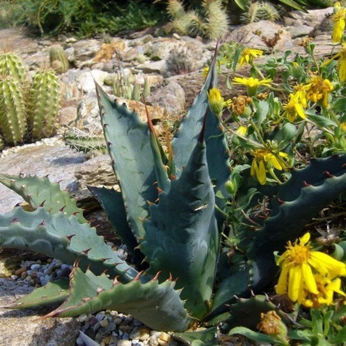 Agave Golden Flowered Ury Plant Seeds (agave Chrysantha) 35+ Seeds - P ...