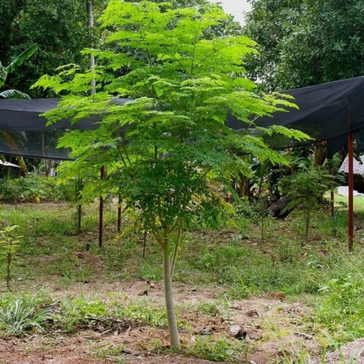 Ben Oil Tree Seeds (moringa Oleifera) 35+ Seeds - Perfect for Planting ...