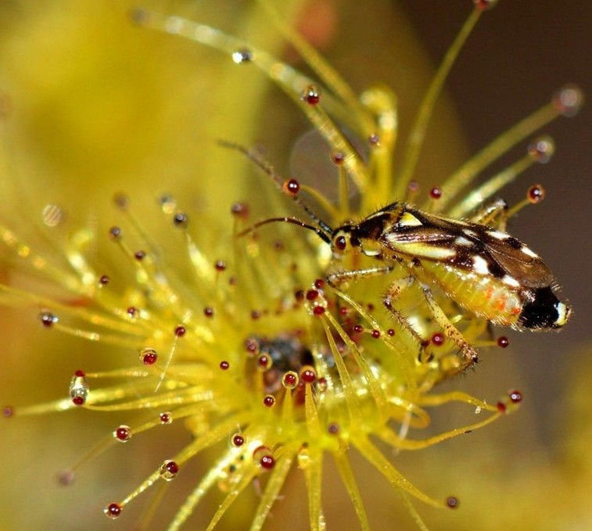 Giant Sundew Rare Tubero Large Drosera Gigantea Carnivoro 35+ Seeds Se ...