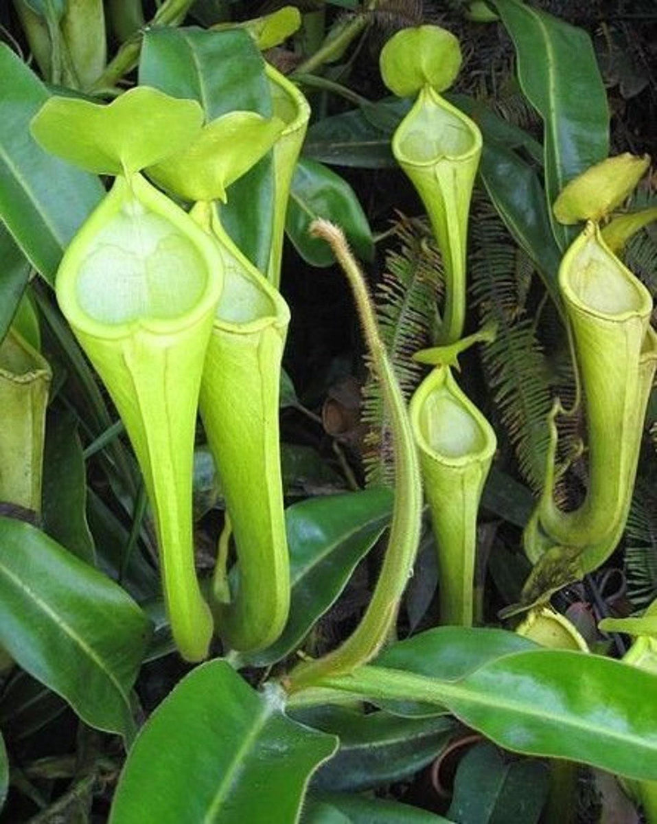 Pitcher Plant Nepenthes Chaniana Carnivoro 35+ Seeds - Perfect for Pla ...