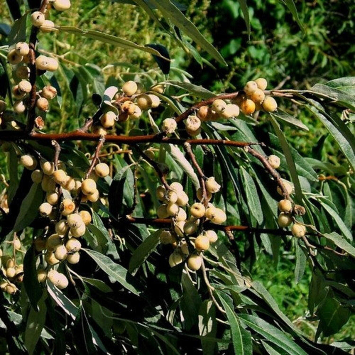 Russian Oseeds Tree Seeds (elaeagnus Angustifolia) 35+ Seeds - Perfect ...