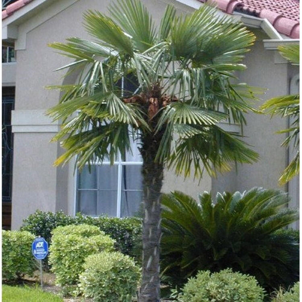 Windmill Palm Tree Seeds (trachycarpus Fortunei) 35+ Seeds - Perfect f ...