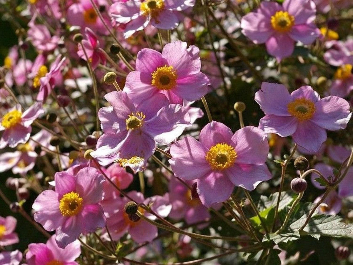 Japanese Anemone Pink Hupehensis Windflower Thimbleflower 35+ Seeds ...