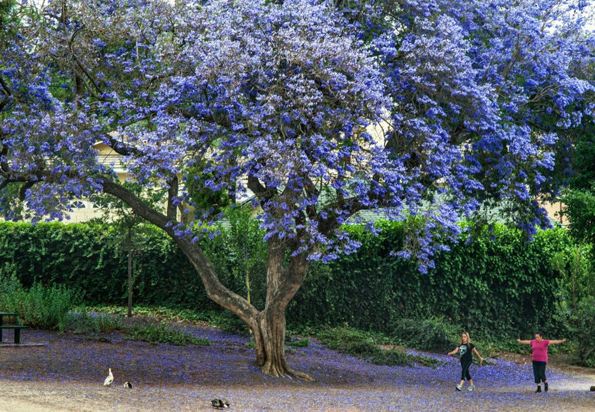 Blue Jacaranda Mimosifolia Flowering Tree 35+ Seeds - Perfect for Plan ...