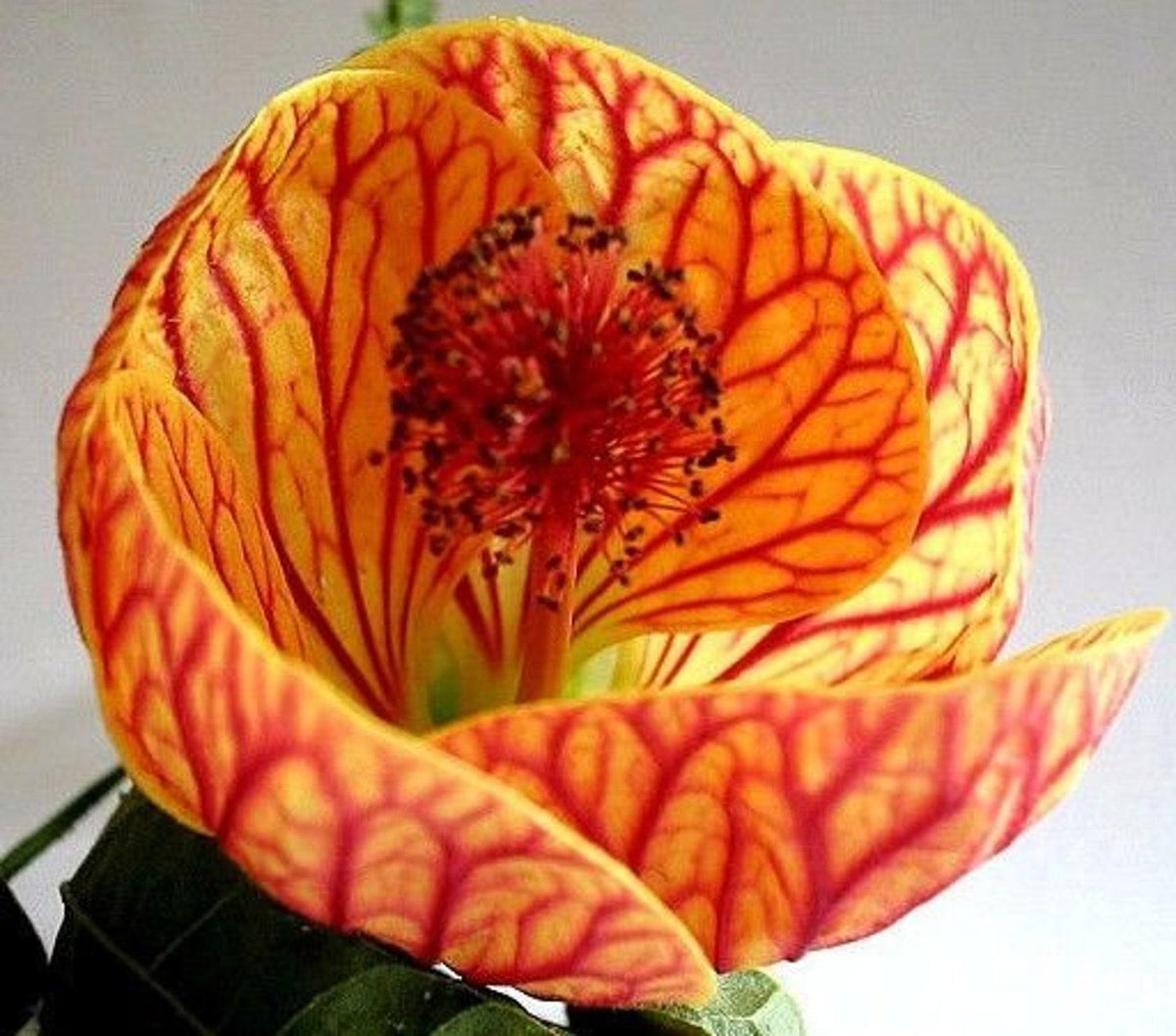 Flowering Maple Veined Giant Flowered Abutilon Striatum Large Unique M ...