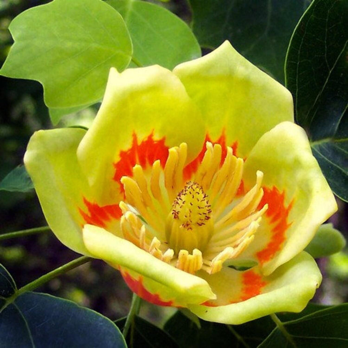 American Tulip Tree Seeds (liriodendron Tulipifera) 35+ Seeds - Perfec ...