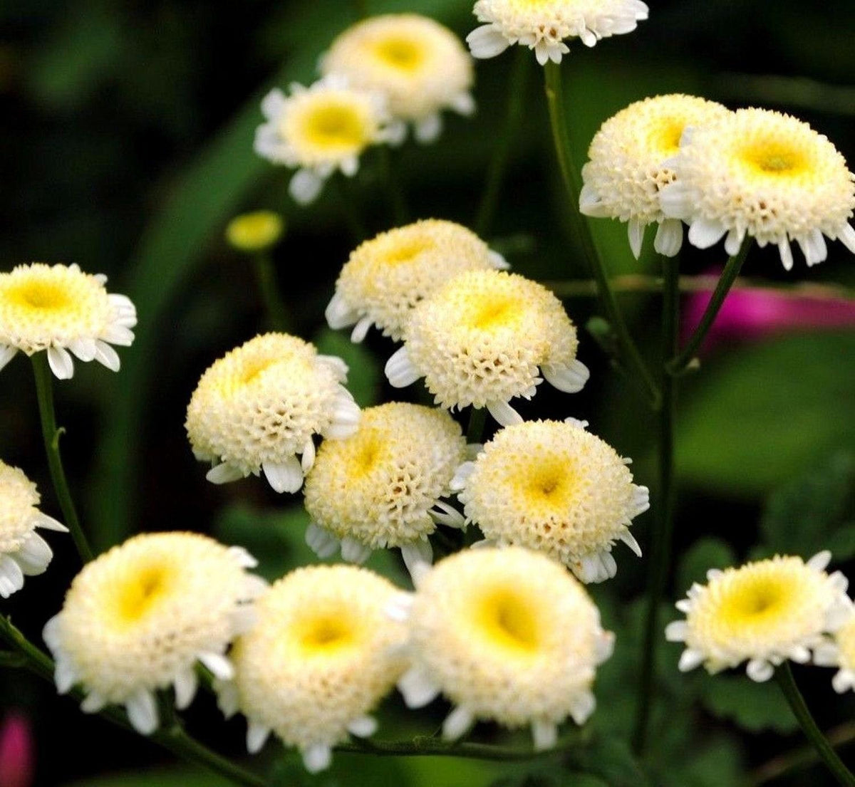 Snowball Flower Chrysanthemum Tanacetum Parthenium 35+ Seeds - Perfect ...