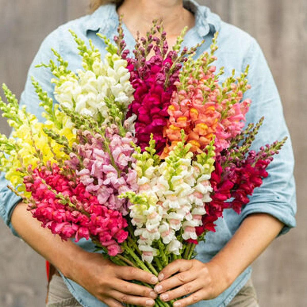 Tall Snapdragon Antirrhinum Maj Mix 50+ Seeds - Perfect for Planting a ...