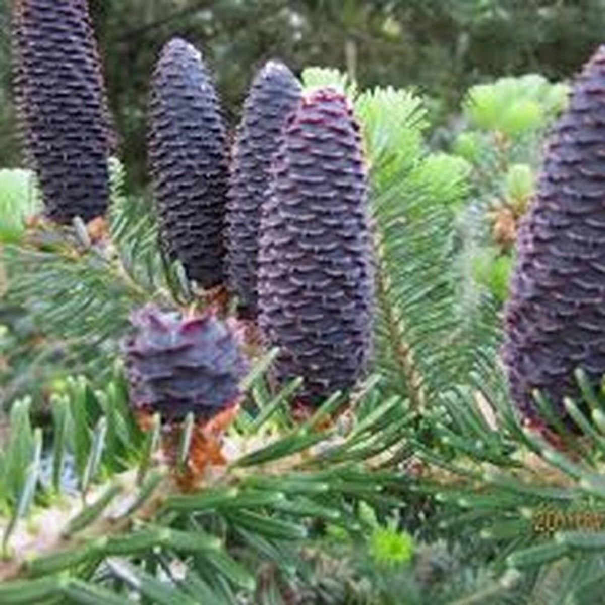 Pacific Silver Fir Tree Seeds (abies Amabilis) 35+ Seeds - Perfect for ...