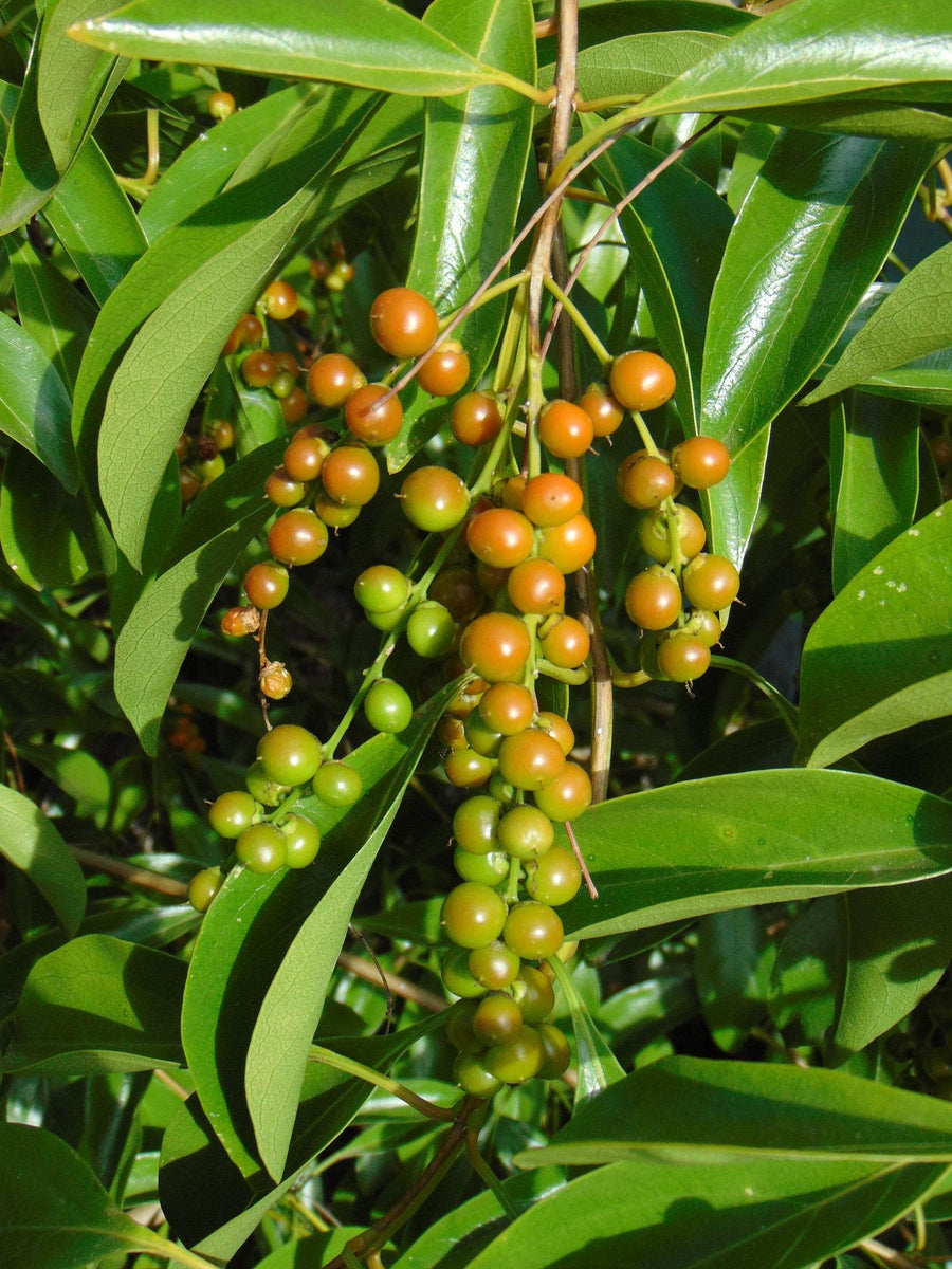 Florida Fiddlewood Citharexylum Fruticosum 35+ Seeds ( ) - Perfect for ...