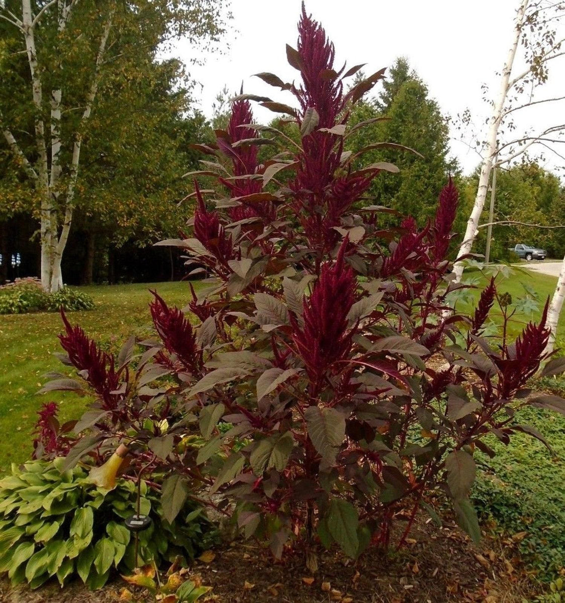 Giant Red Amaranth Burgundy Amaranth Dark Tall Ornamental 35+ Seeds ...