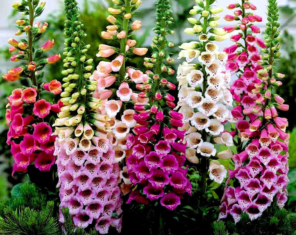 Foxglove 35+ Seeds Dwarf Foxy Mix Digitalis Purpurea Biennial Flower A ...