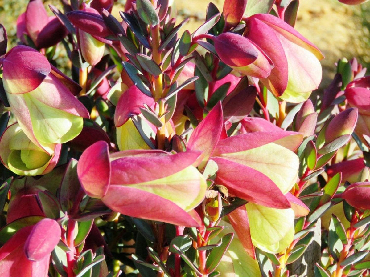 Pimelea Physodes Qualup Bell Spectacular Purple Flower Very Rare 35+ S ...