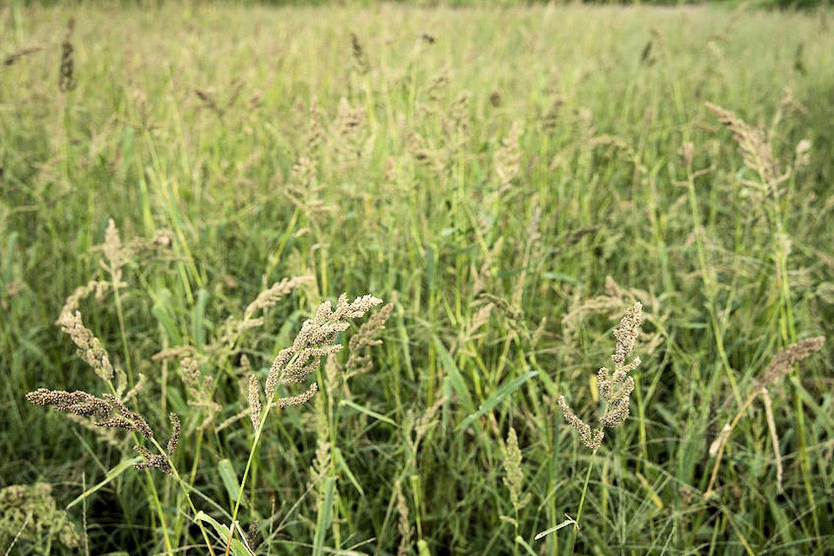 Seeds 100+ Seeds Japanese Millet Forage Crop Ground Cover Erosion Cont ...