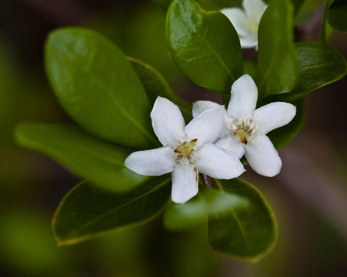 White Indigoberry Randia Aculeata Organic 35+ Seeds ( ) - Perfect for ...