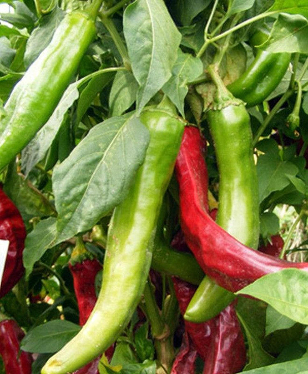 50+ Seeds Hatch Chile Pepper Seeds - Perfect for Planting and Gifting ...