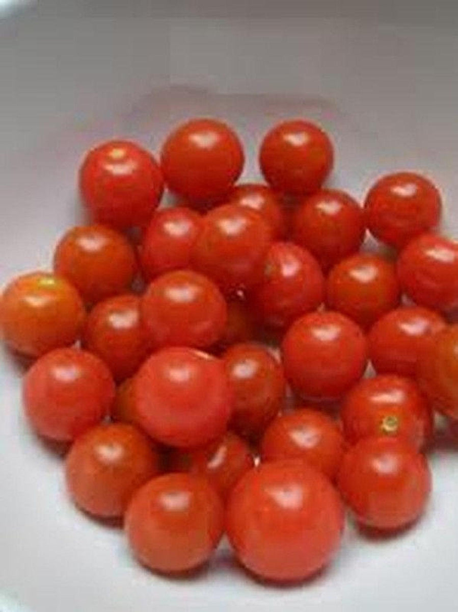 50+ Seeds Sugar Lump Tomato Seeds - Perfect for Planting and Gifting ...