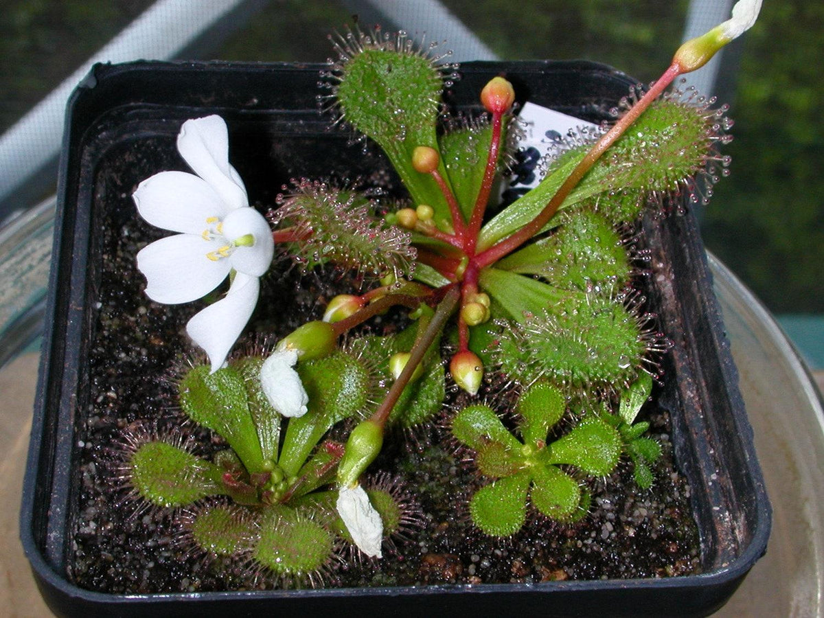 Drosera Whittakeri Sed Sundew Carnivoro Plant 35+ Seeds Rare Seeds - P ...