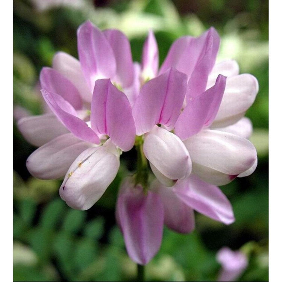 Crown Vetch Seeds Flowering For Planting 100+ Seeds - Perfect for Plan ...