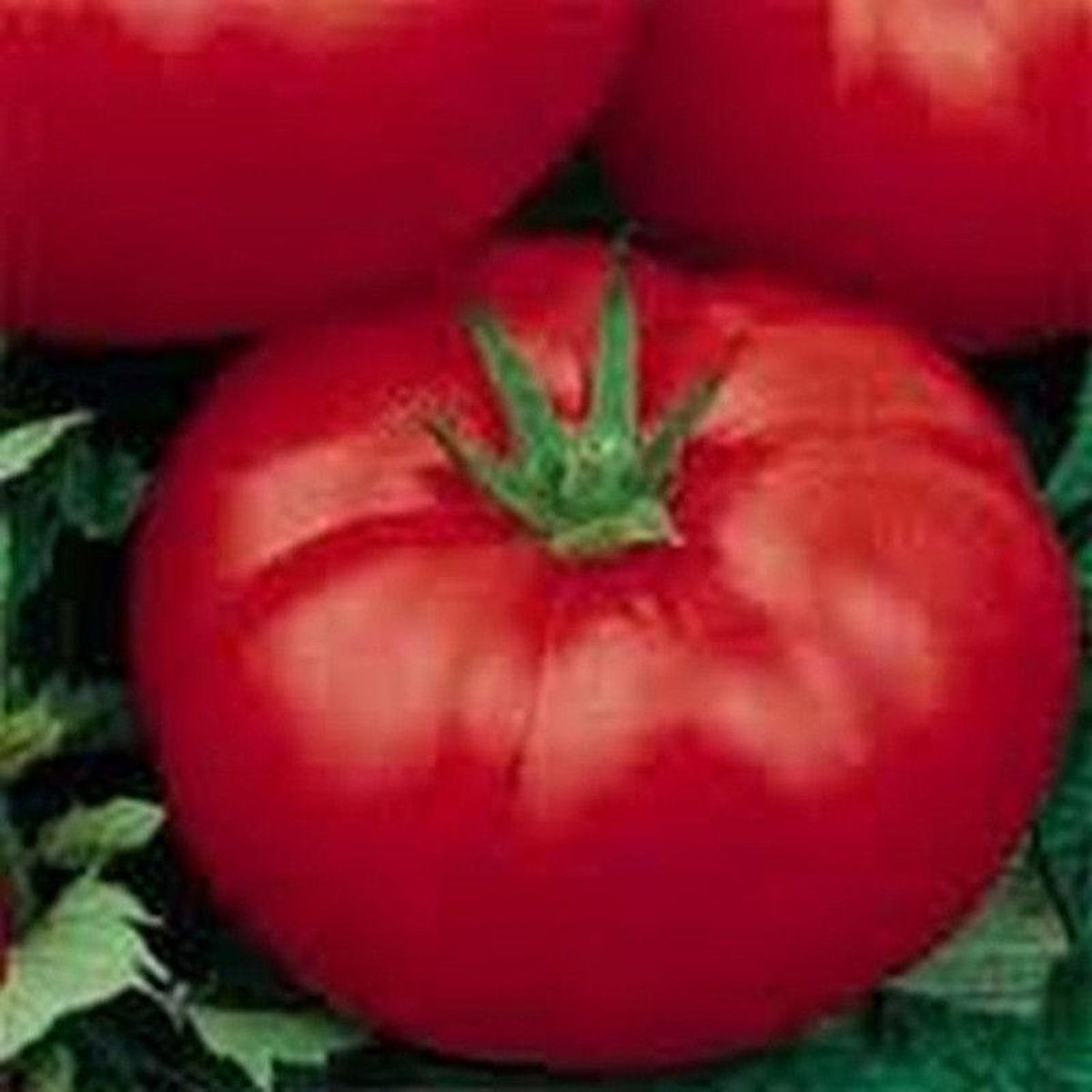 Wisconsin 55+ Seeds Tomato () Seeds - Perfect for Planting and Gifting ...