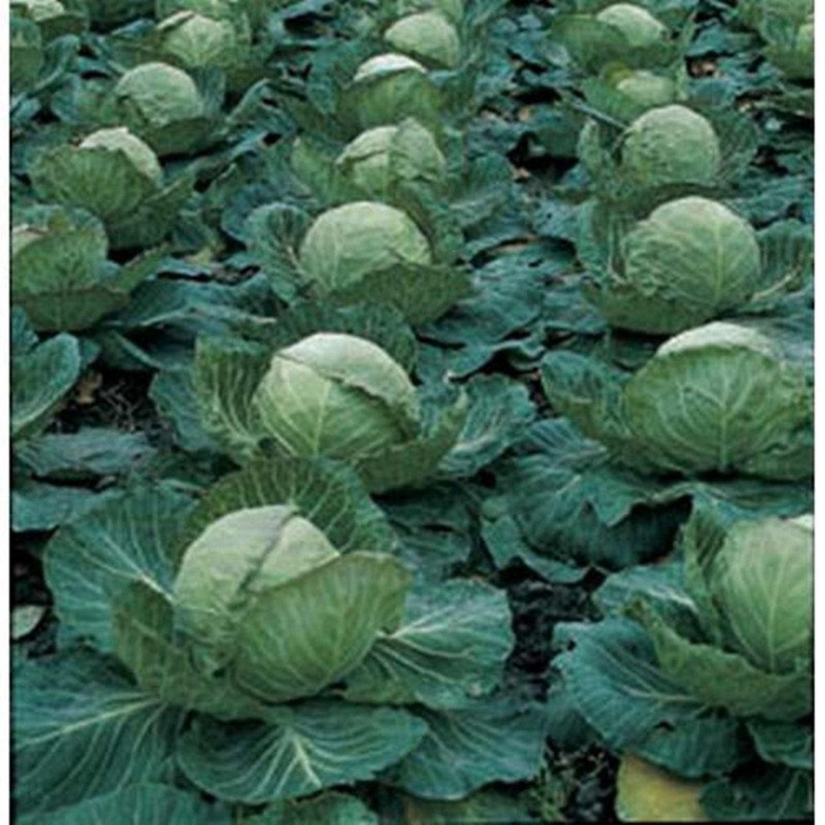 Head Cabbage Parel F1 Seeds Hybrid For Planting 100+ Seeds - Perfect f ...
