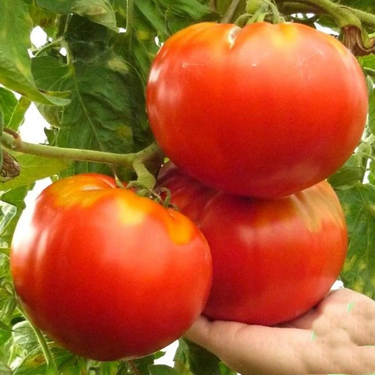 Tomato Tsars Darling Seeds For Planting 100+ Seeds - Perfect for Plant ...