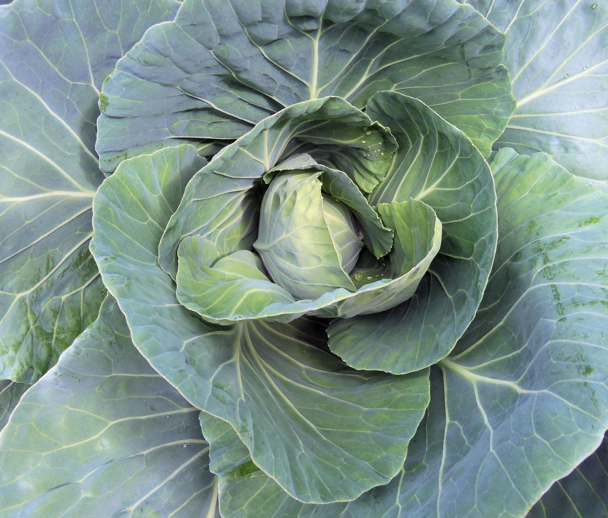 Early Jersey Wakefield Cabbage 50+ Seeds Vegetable Seeds Sweet Tender ...