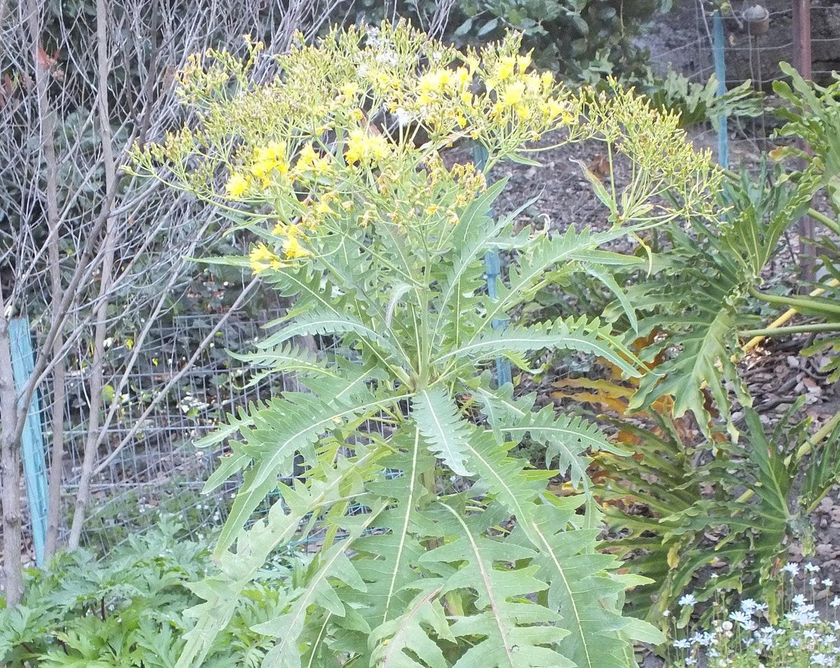 Sonchus Palmensis (giant Sowthistle) 35+ Seeds Rare Seeds - Perfect fo ...