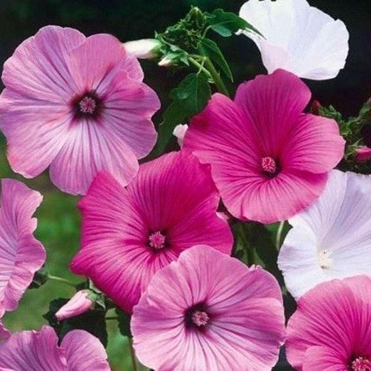 Annual Mallow Seeds Annual Flowering For Planting 100+ Seeds - Perfect ...