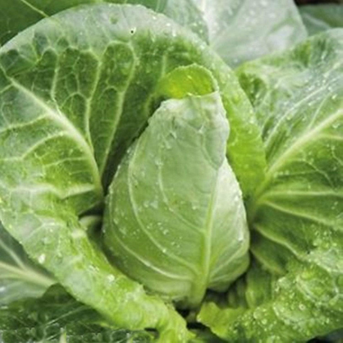 Spring Cabbage Wheelers Imperial Seeds For Planting 100+ Seeds - Perfe ...