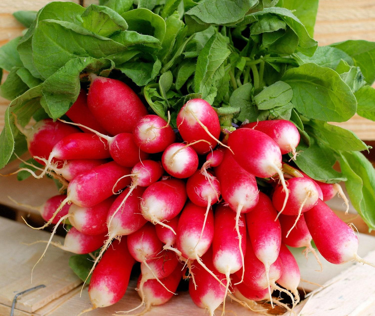 Seeds 100+ Seeds Premium Seeds French Break Radish Garden Vegetable Na ...