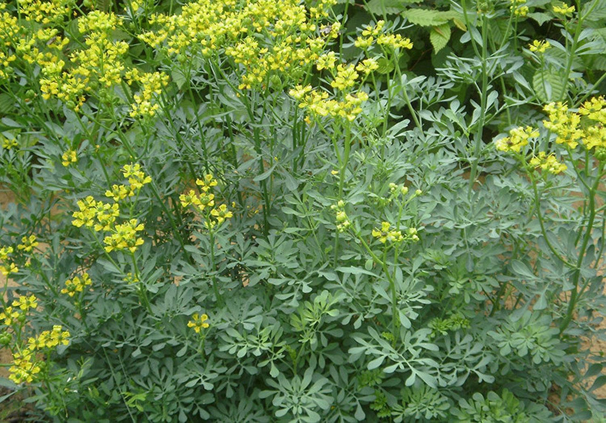 50+ Seeds Rue Ruta Graveolens Seeds - Perfect for Planting and Gifting ...