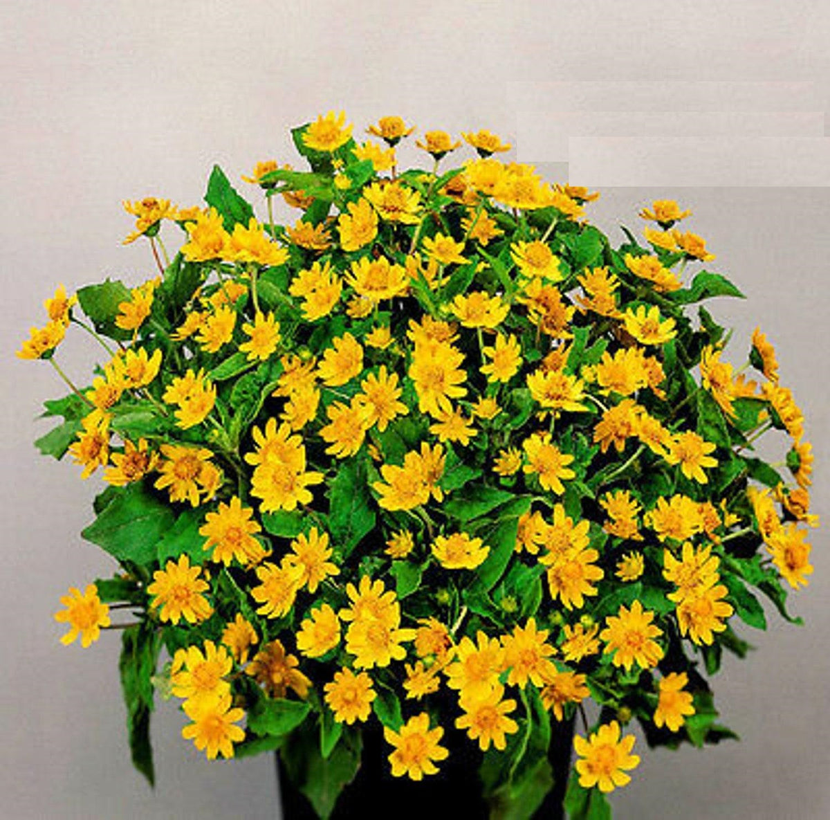 Melampodium Butter Daisy Mela Paludosum Derby 30+ Seeds Blooms All Sum ...