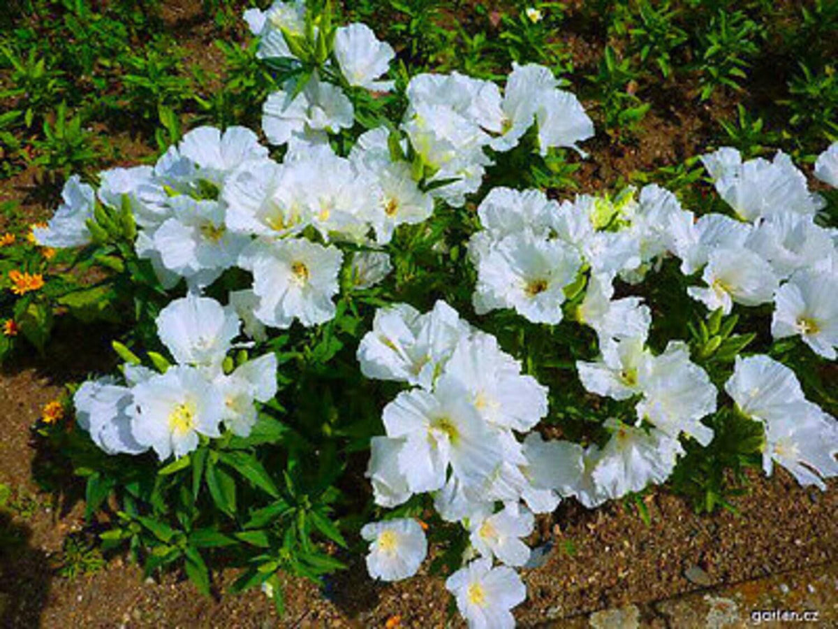 Godetia Grandiflora White 100+ Seeds Dutchess Of Albany Azaleaflora An ...