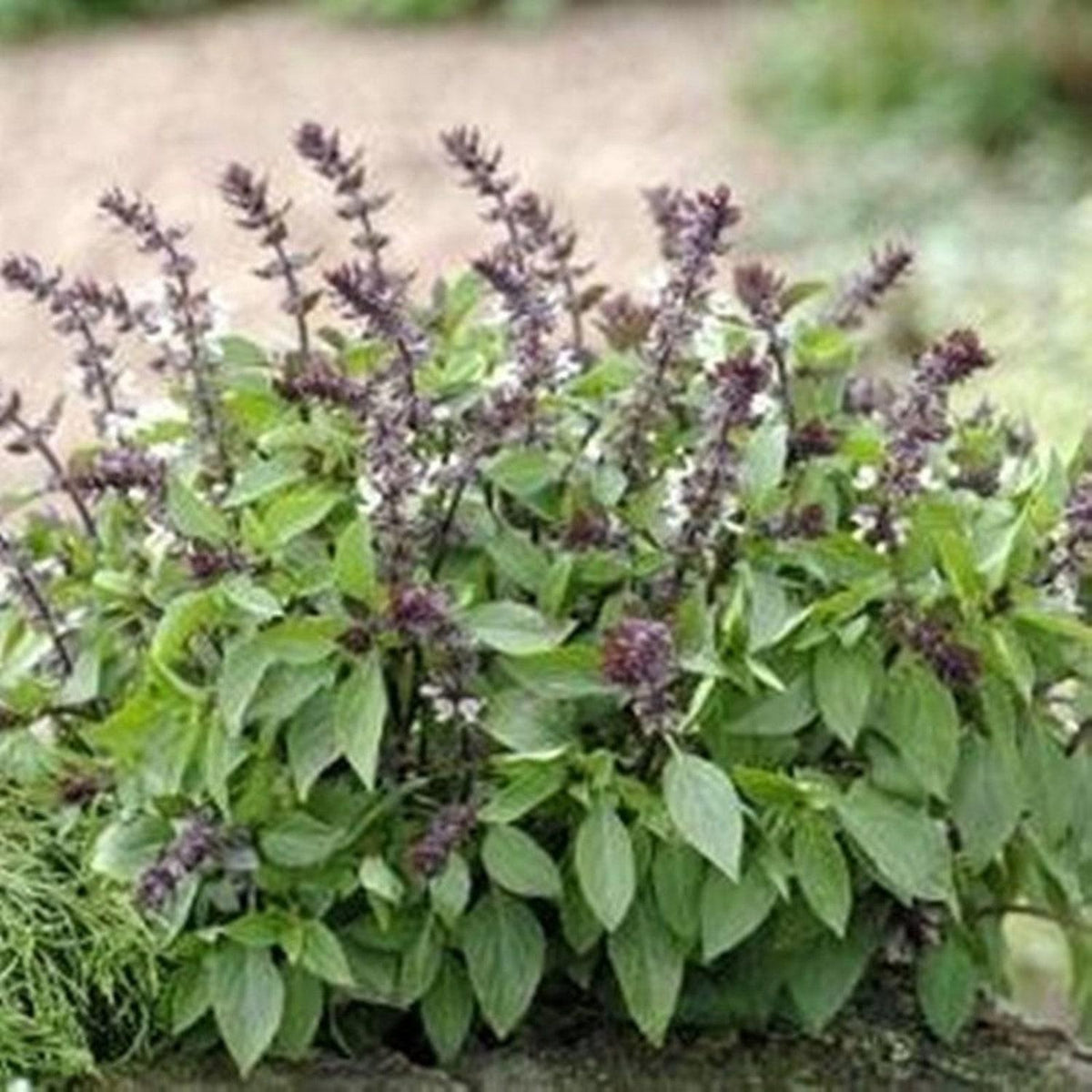 Basil Queen Of Sheba Seeds For Planting 100+ Seeds - Perfect for Plant ...