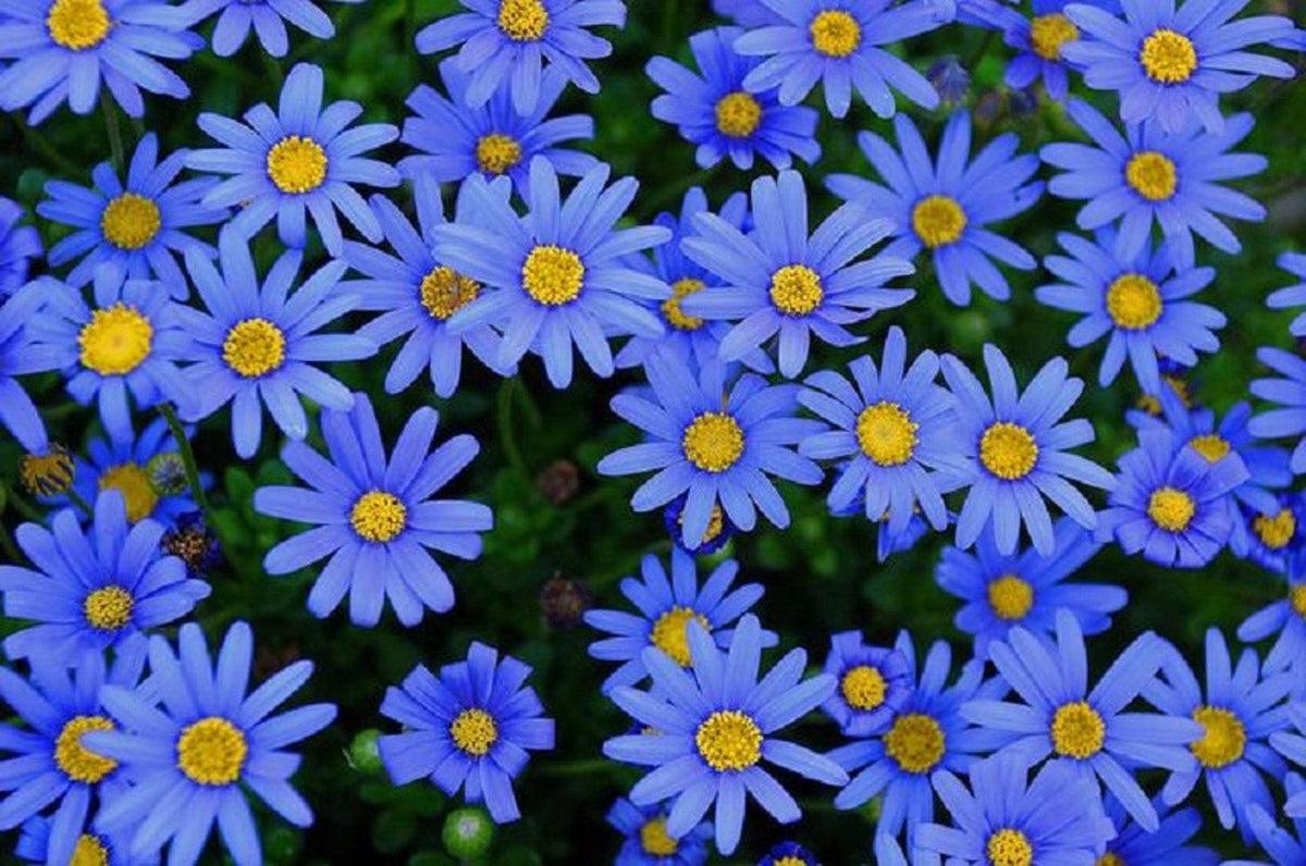 Mpb Blue Daisy Seeds Felicia Daisy Felicia Heterophylla Blue Thru 100 ...