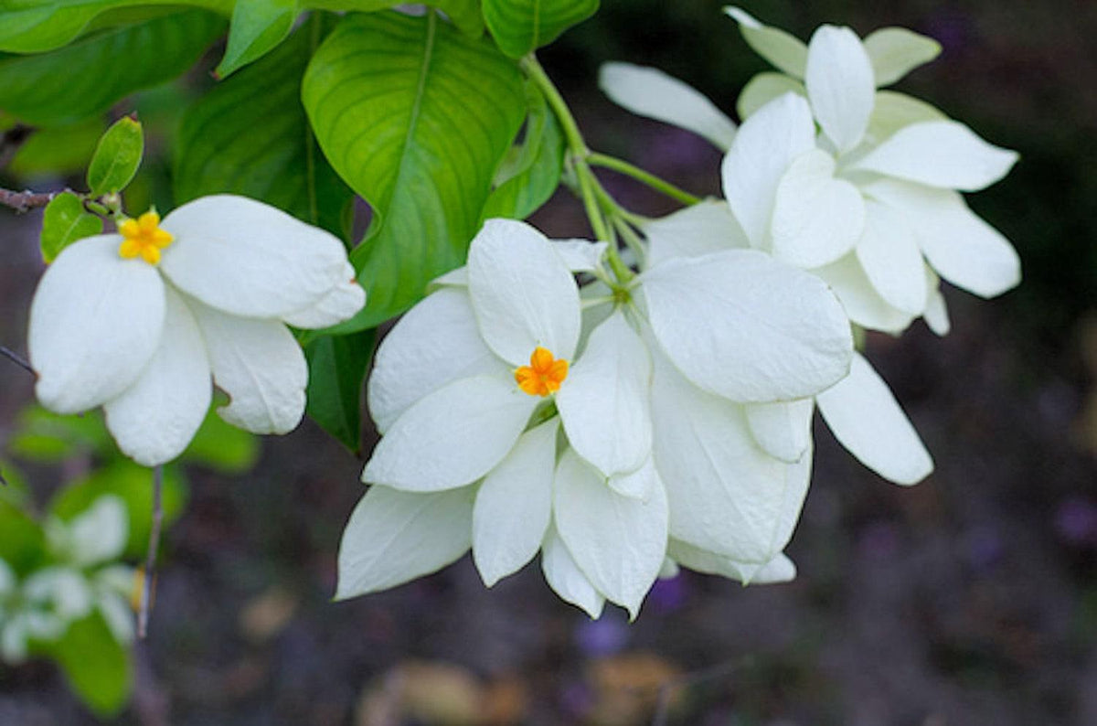 35+ Seeds East Himalayan Mussaenda Rare Tropical Shrub Terrific For Pl ...