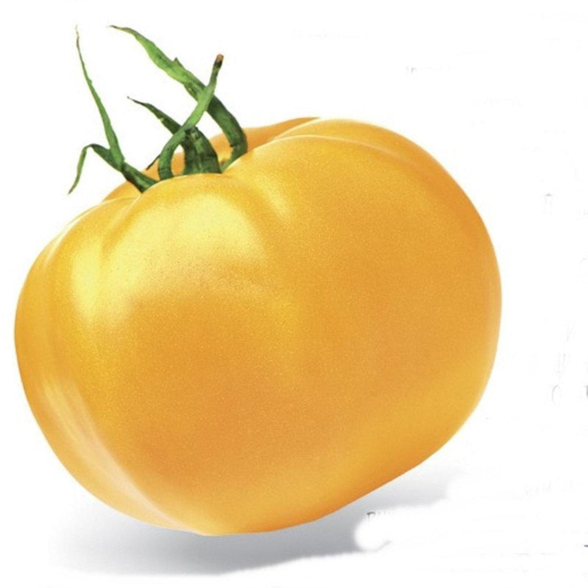 Tomato Native San Seeds For Planting 100+ Seeds - Perfect for Planting ...