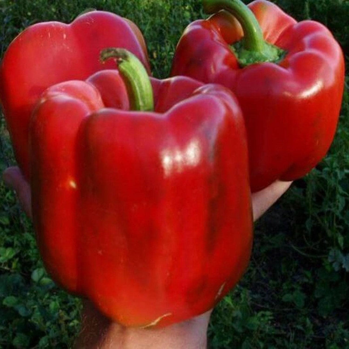 Sweet Pepper Whopper Yunnan Seeds For Planting 100+ Seeds - Perfect fo ...