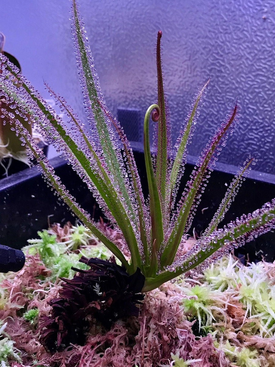 Drosera Regia South African King Sundew Rare Carnivoro Plant 35+ Seeds ...