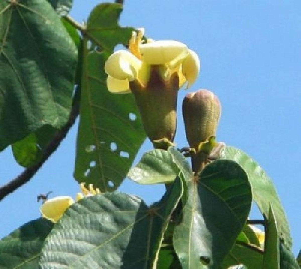 Ochroma Pyramidale 35+ Seeds West Indian Balsa Tree Seeds - Perfect fo ...