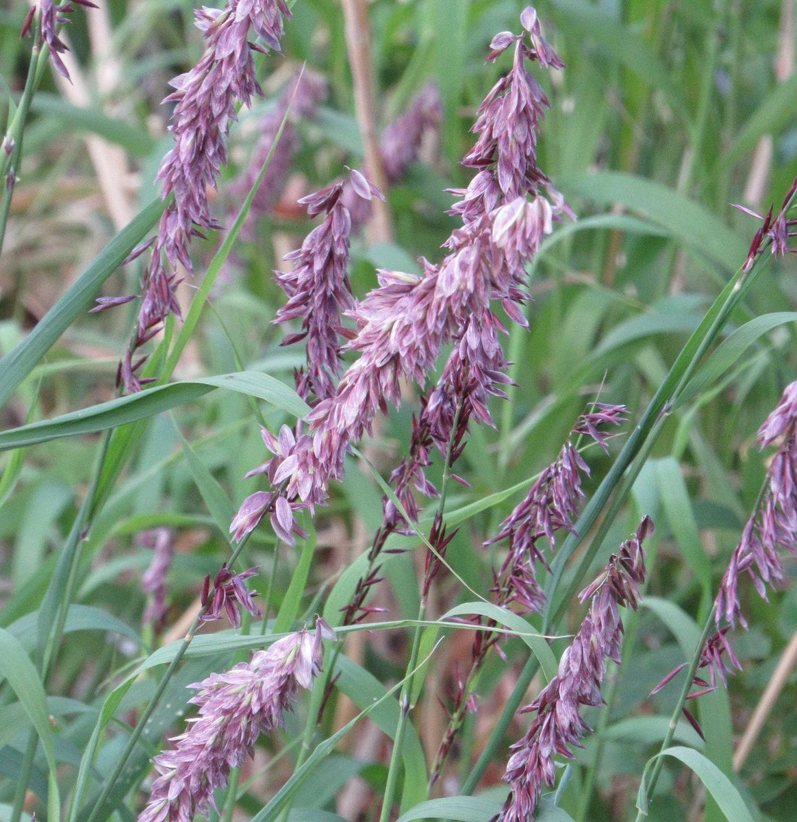 Melica Altissima Atropurpurea (purple Siberian Melic Grass) 30+ Seeds ...