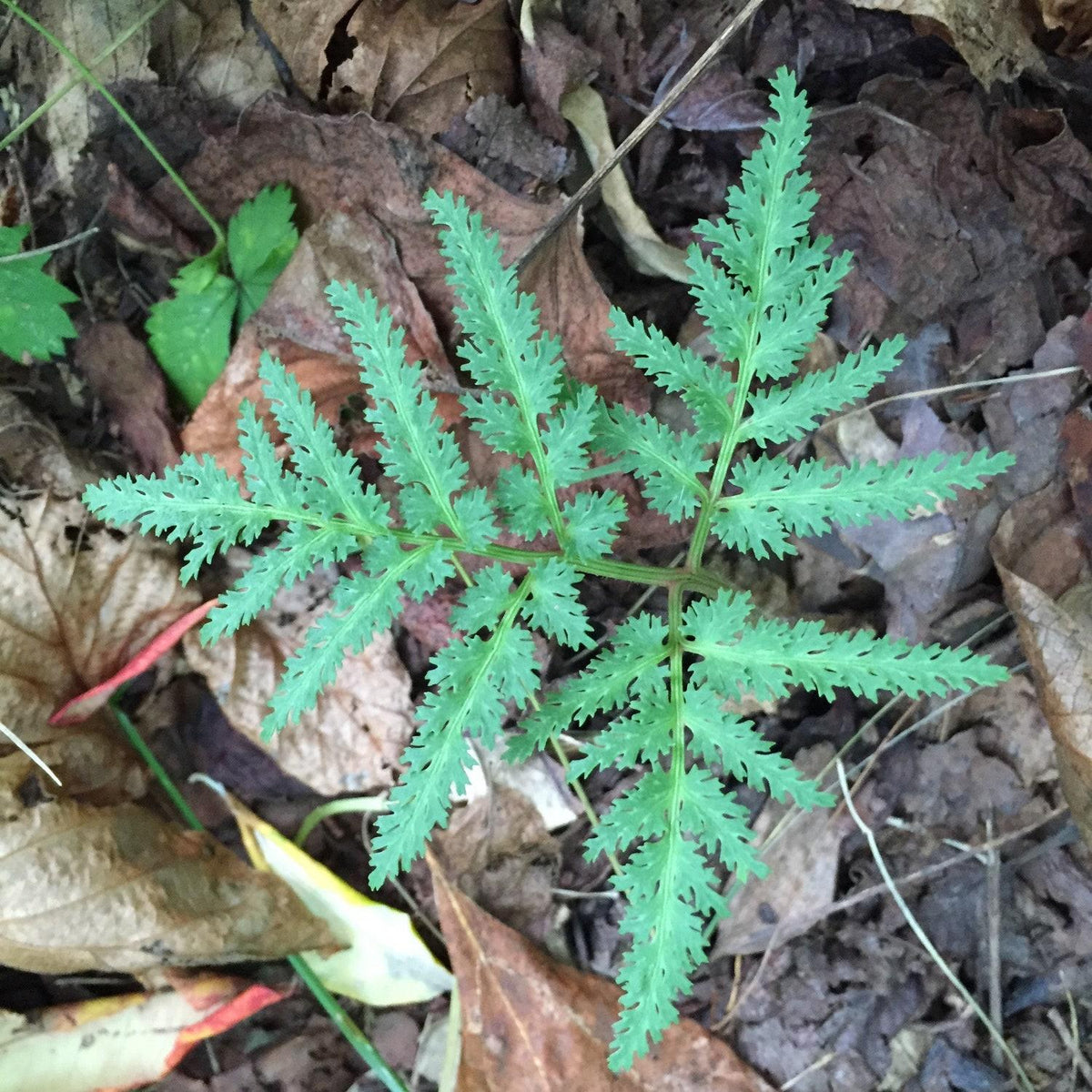 100+ Seeds Blunt Lobe Cutleaf Seeds Fern Mixed Sporesseeds - Perfect f ...