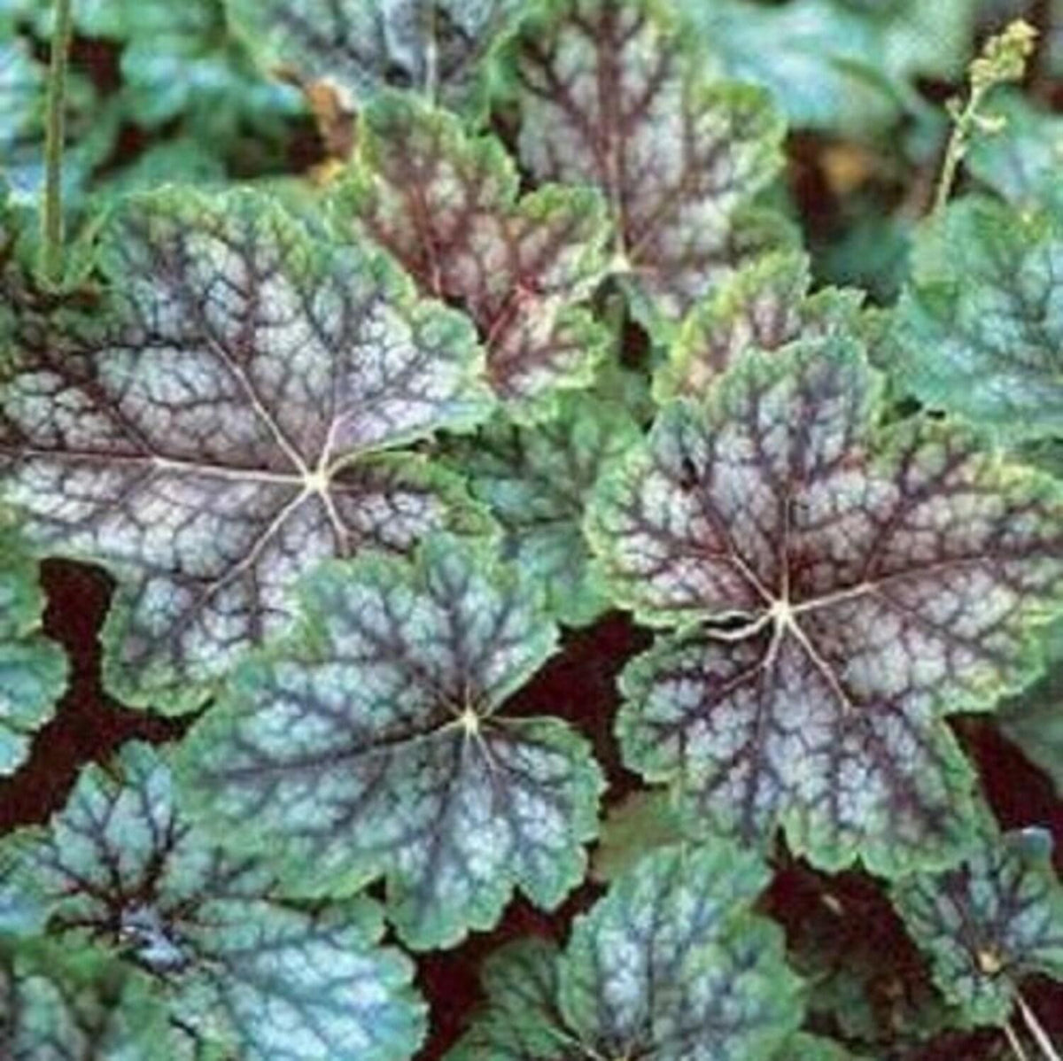 Dale S Strain Heuchera Flower Seedsamericanaannual 50+ Seeds - Perfect ...
