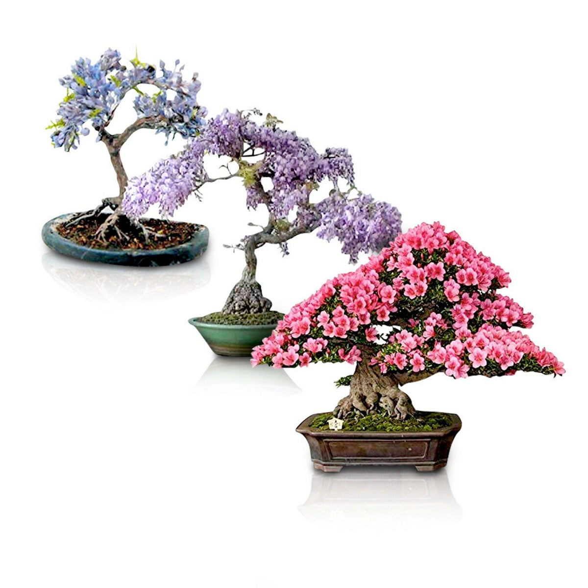 Flowering Bonsai Tree Seed Bundle 35+ Seeds Types Of Flowering Tree Se ...