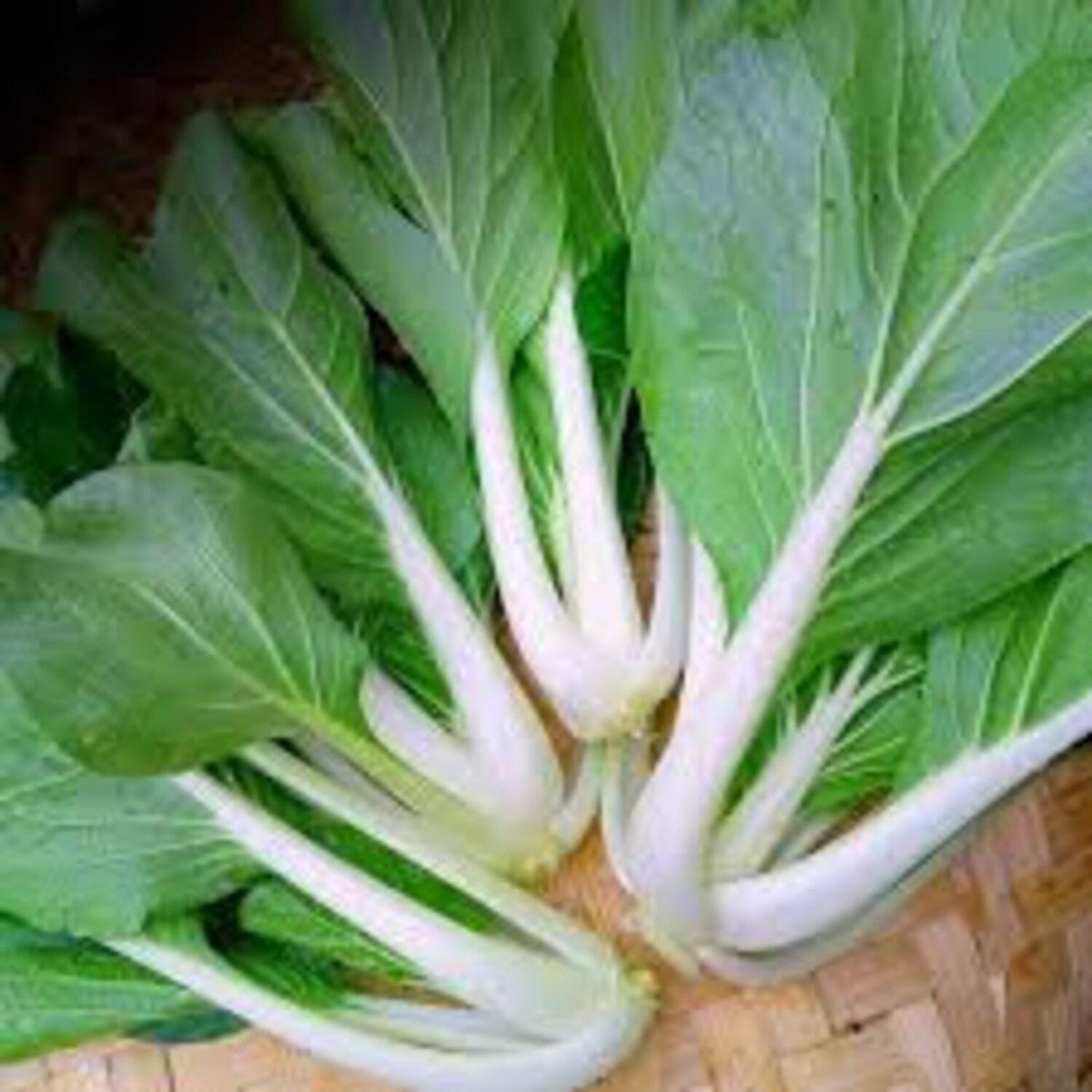 35+ Seeds White Stem Pak Choi Seeds Bok Choy Pac Choy - Perfect for Pl ...